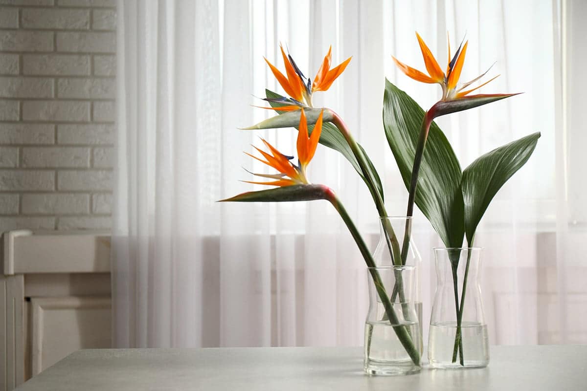 10 Popular Houseplants - And How to Pick The Best Ones For Your Home
